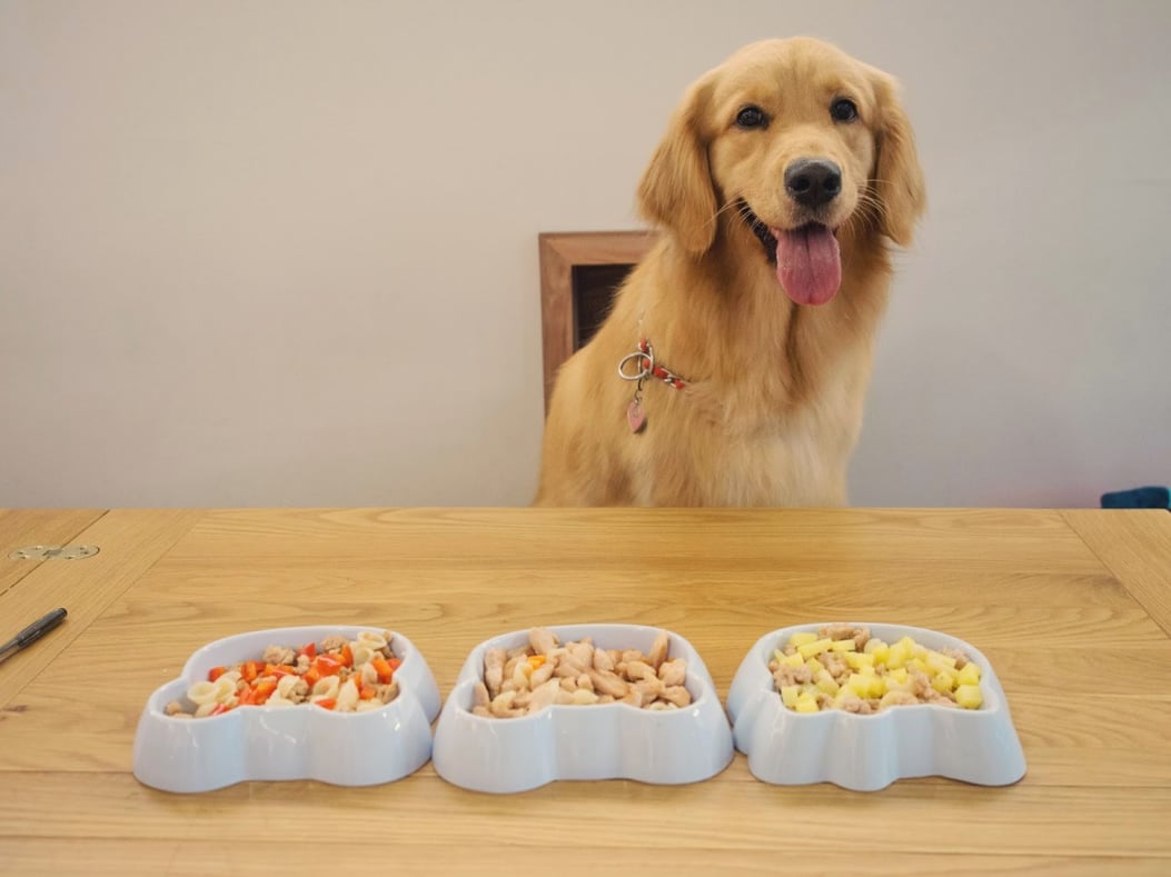 4 Pet-Friendly Cafes in Singapore That You And Your Pet Will Love