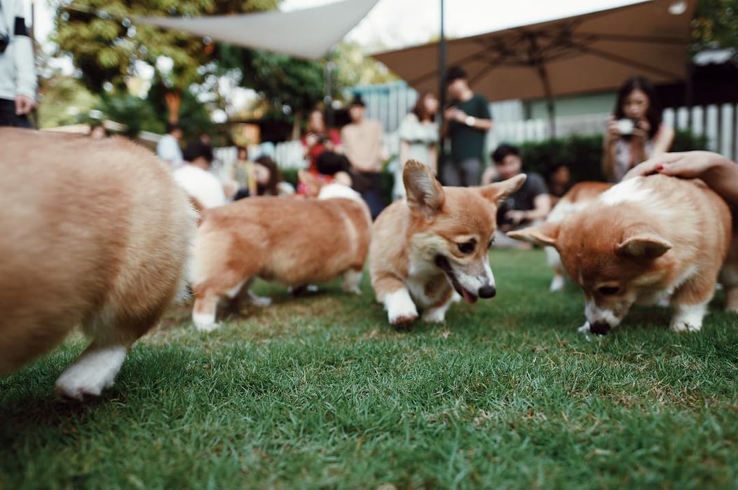 This Bangkok Café Is Every Corgi Lover's Idea Of Paradise