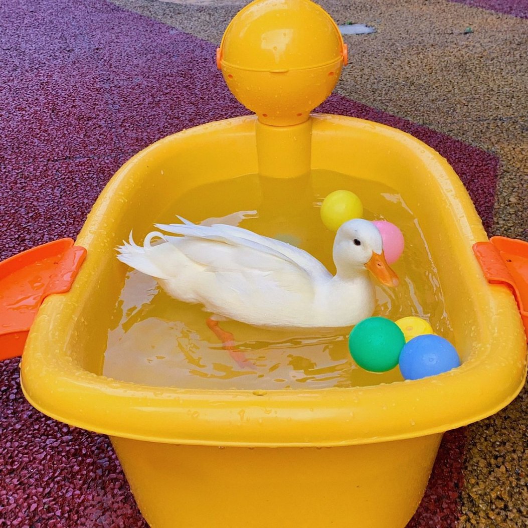 This Call Duck And Mini Pig Cafe In Chengdu Is One You Must Visit!
