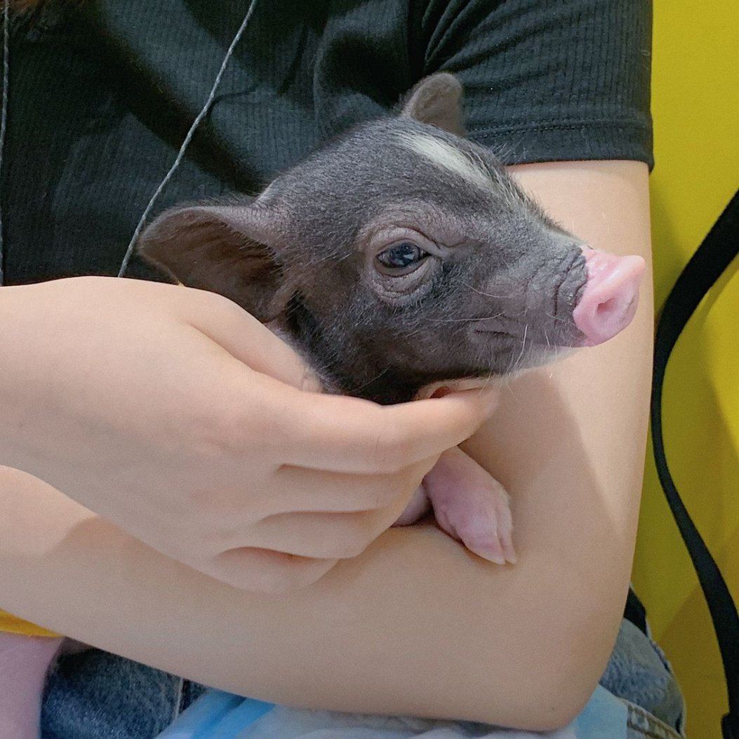 This Call Duck And Mini Pig Cafe In Chengdu Is One You Must Visit!