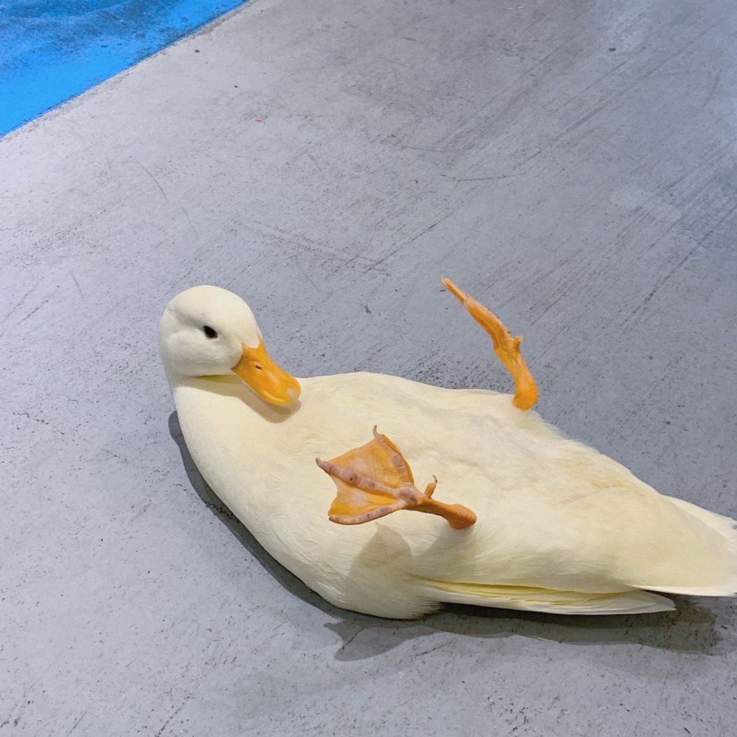 This Call Duck And Mini Pig Cafe In Chengdu Is One You Must Visit!