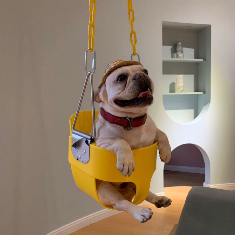 This Call Duck And Mini Pig Cafe In Chengdu Is One You Must Visit!