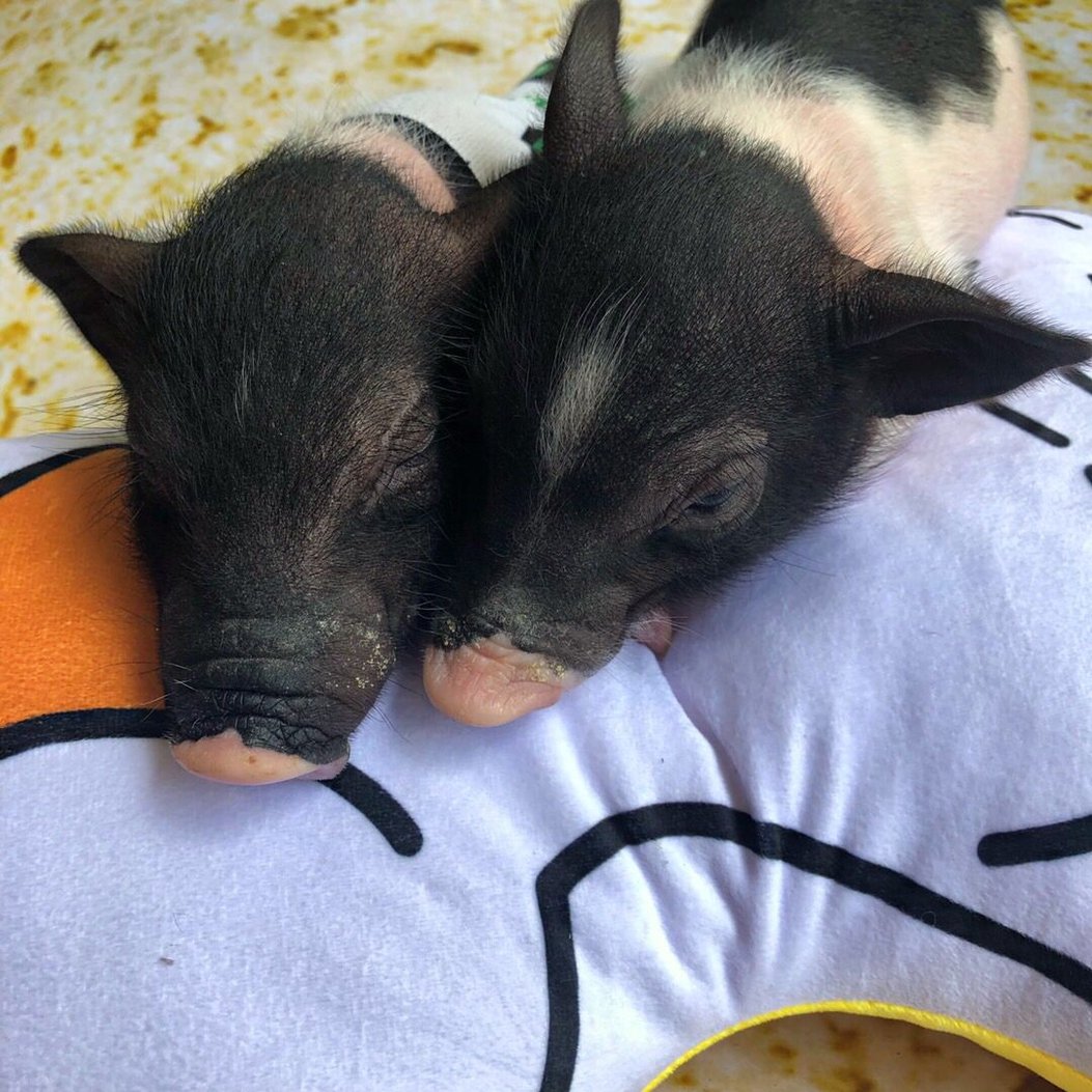 This Call Duck And Mini Pig Cafe In Chengdu Is One You Must Visit!