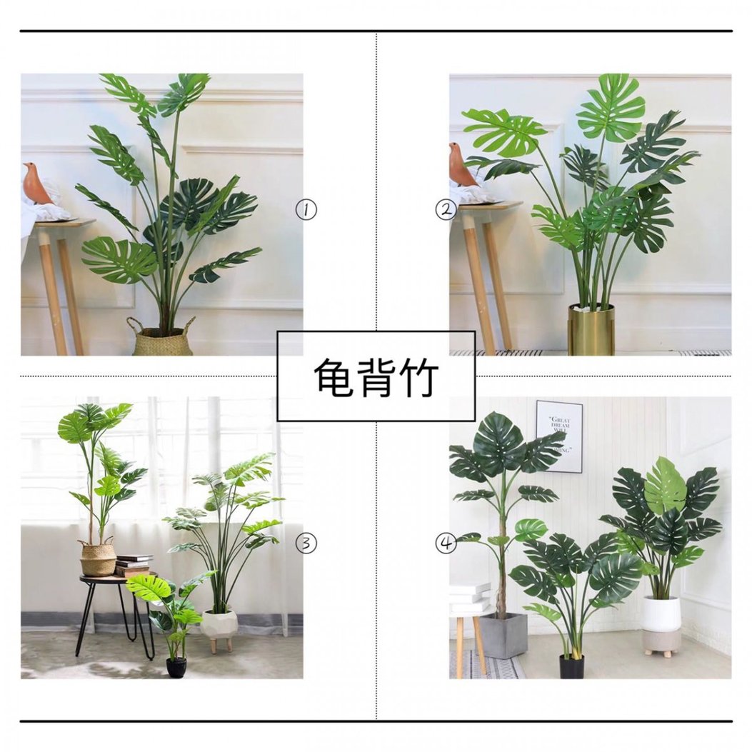 6 Easy-To-Care & Insta-worthy Plants For Decor In Your Home