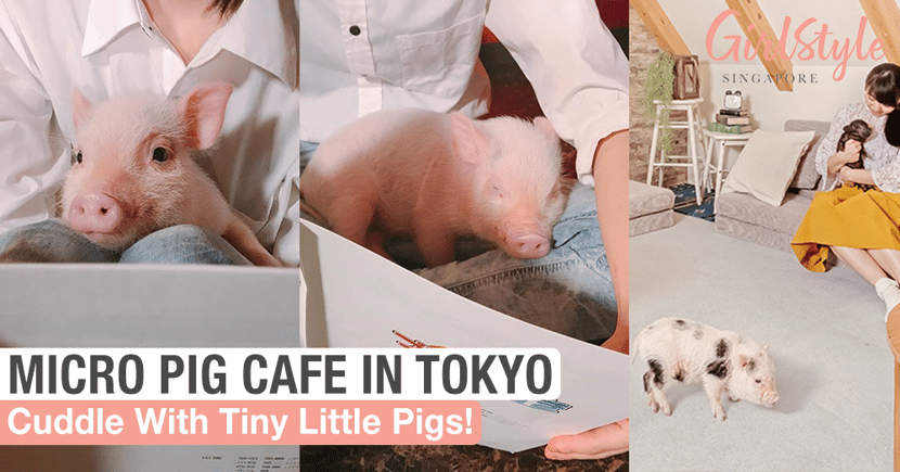 Micro Pig Cafe In Tokyo Lets You Cuddle With Tiny Little Pigs ...