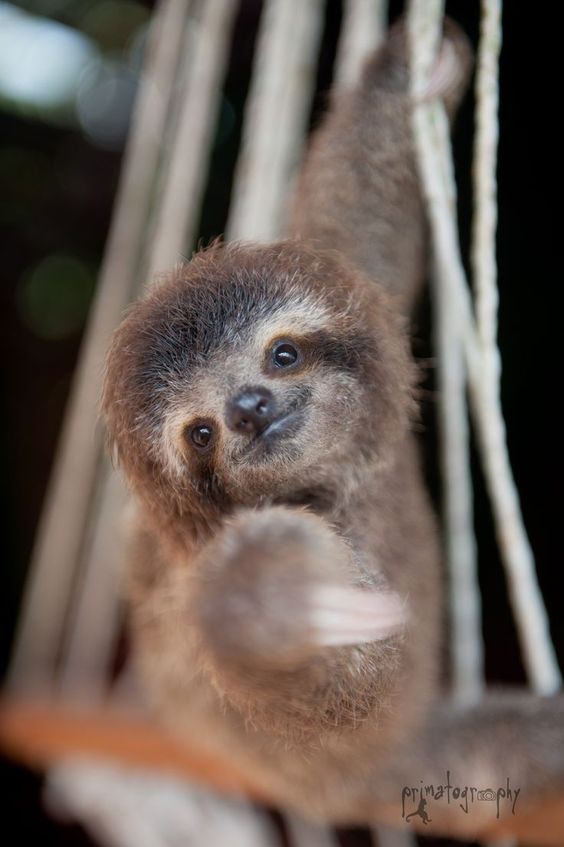 8 Types Of Girls According To The Animal They Resemble | GirlStyle ...