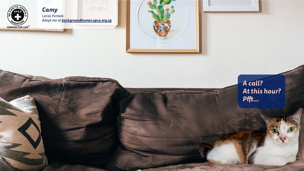 Spice Up Your Video Calls With SPCA's New Virtual Home Backgrounds ...