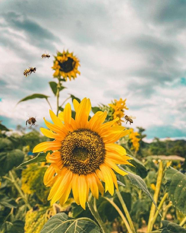 New Sunflower Field In Malaysia's Perlis Snake Park - RM6 Entry ...