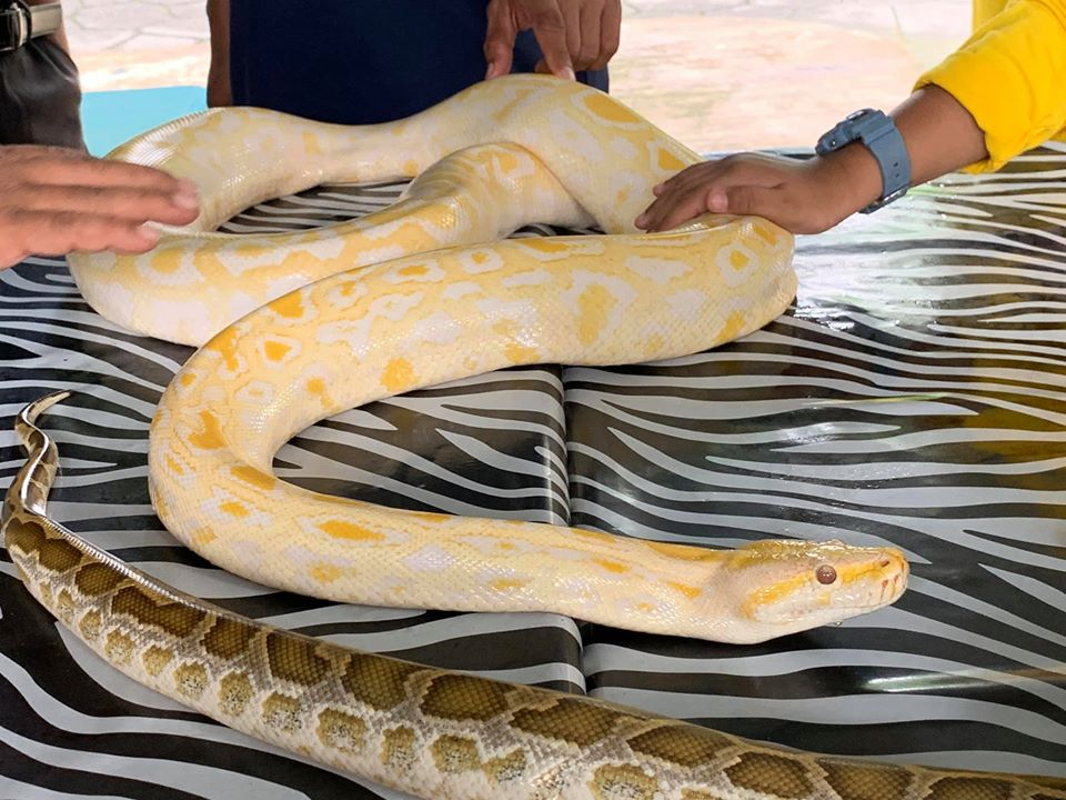 New Sunflower Field In Malaysia's Perlis Snake Park - RM6 Entry ...
