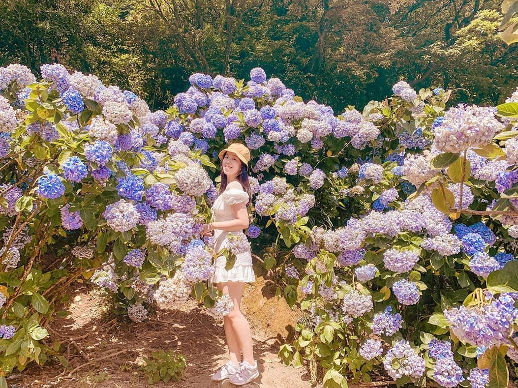 Stunning Field Of Hydrangeas In Taipei, Taiwan Is A Must-Visit Flower ...