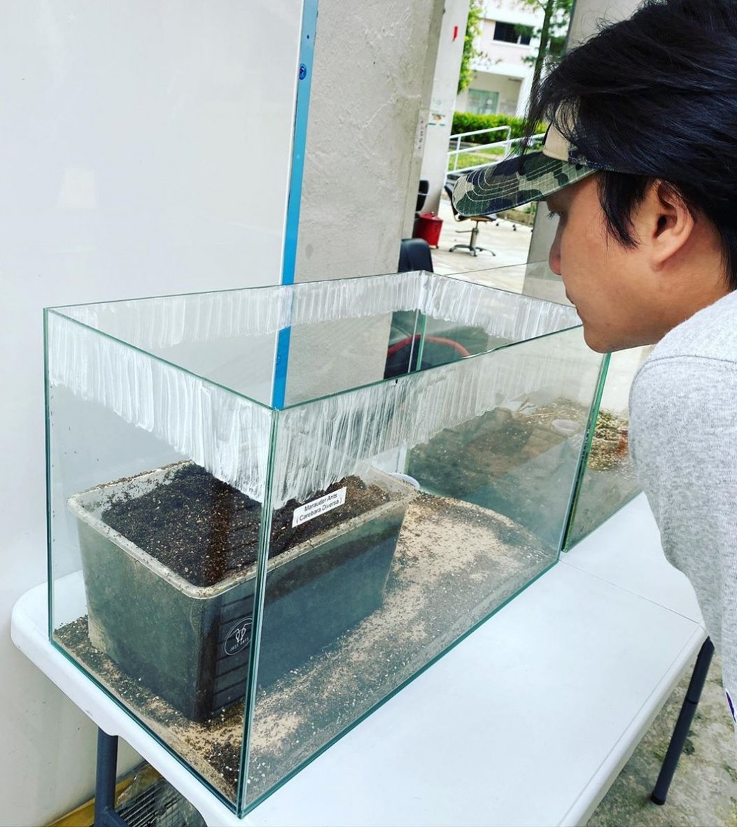 Just Ants: Singapore’s First Ant-Keeping Shop At Yishun With Over 30 ...