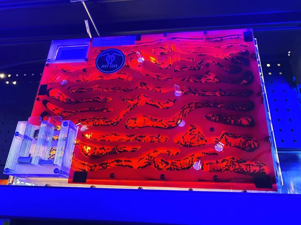 Just Ants: Singapore’s First Ant-Keeping Shop At Yishun With Over 30 ...