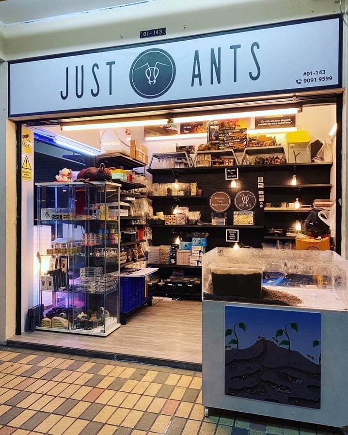 Just Ants: Singapore’s First Ant-Keeping Shop At Yishun With Over 30 ...