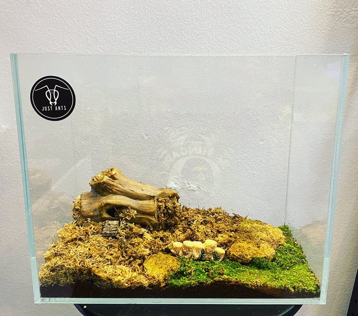 Just Ants: Singapore’s First Ant-Keeping Shop At Yishun With Over 30 ...