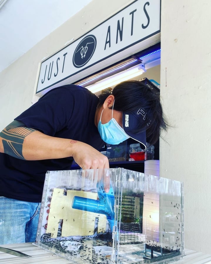 Just Ants: Singapore’s First Ant-Keeping Shop At Yishun With Over 30 ...