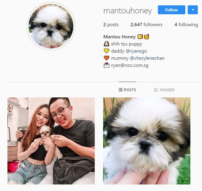 NOC’s Ryan Gets Dog With 21y/o Influencer Cherylene Chan, Dating ...