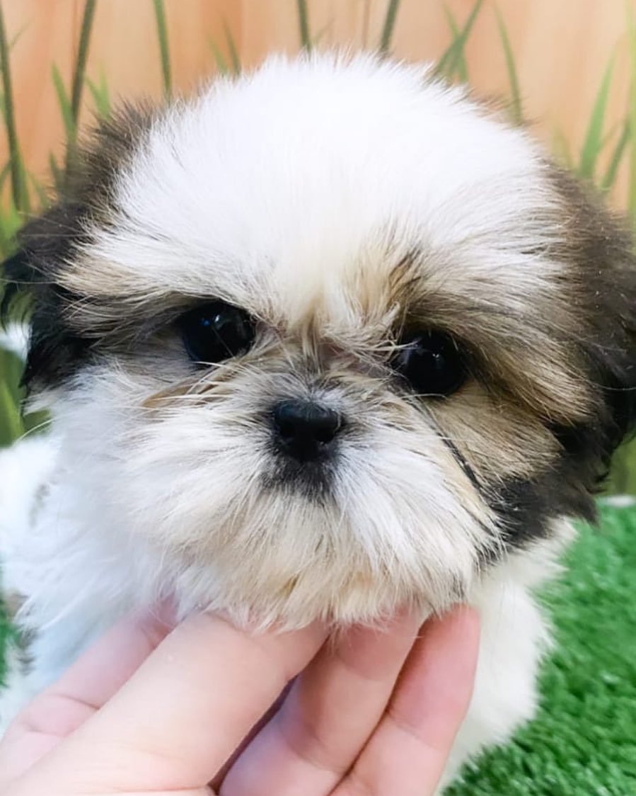 NOC’s Ryan Gets Dog With 21y/o Influencer Cherylene Chan, Dating ...