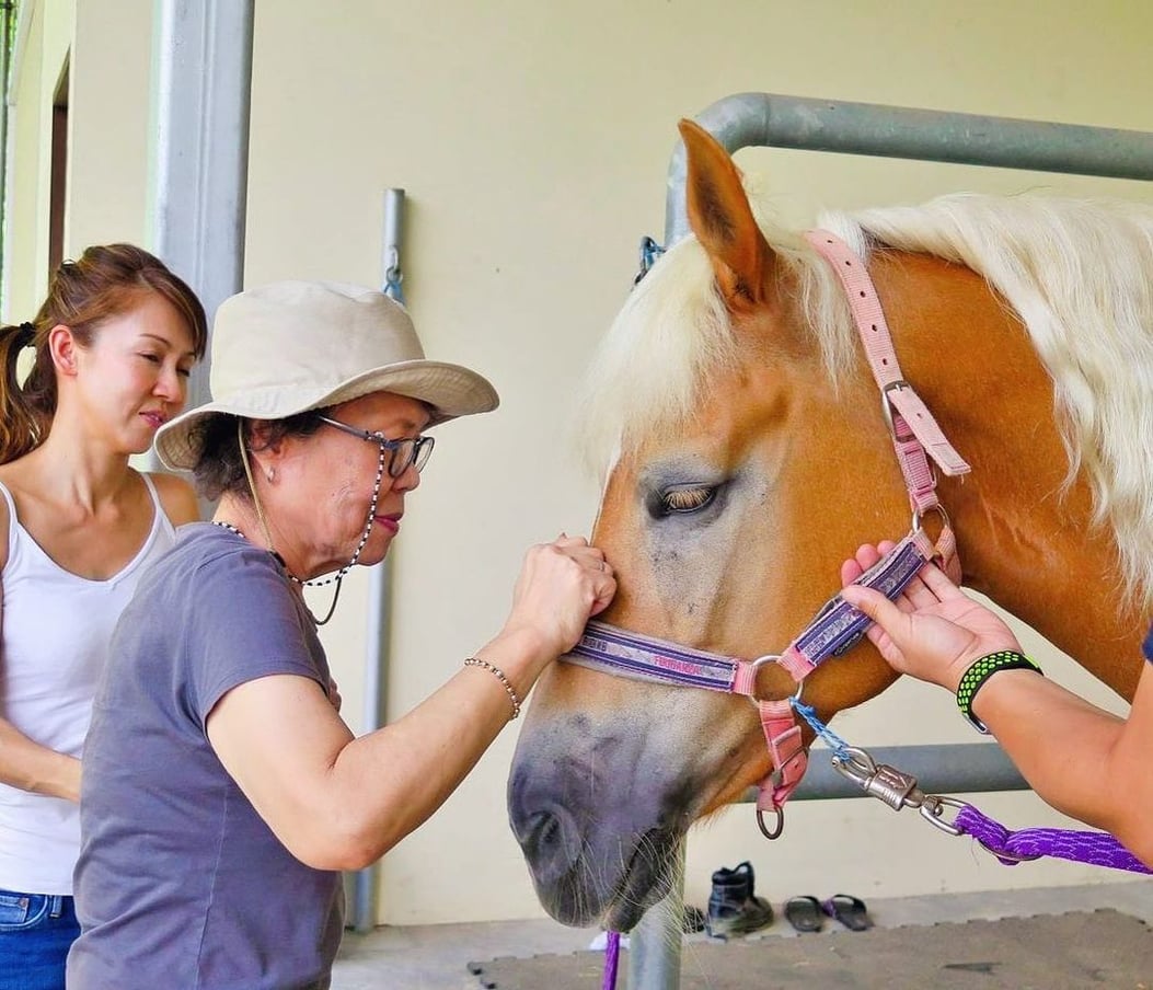 Miniature Therapy Horses At ION Orchard: Pet & Take Photos With Them ...