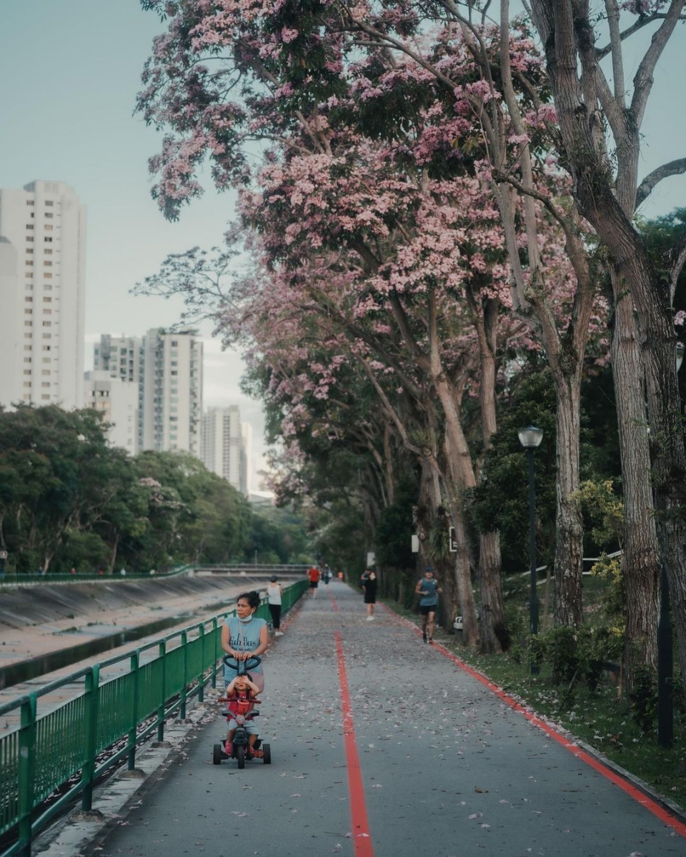 Ulu Pandan Park Connector Has Beautiful Trumpet Trees Blooming In Pink