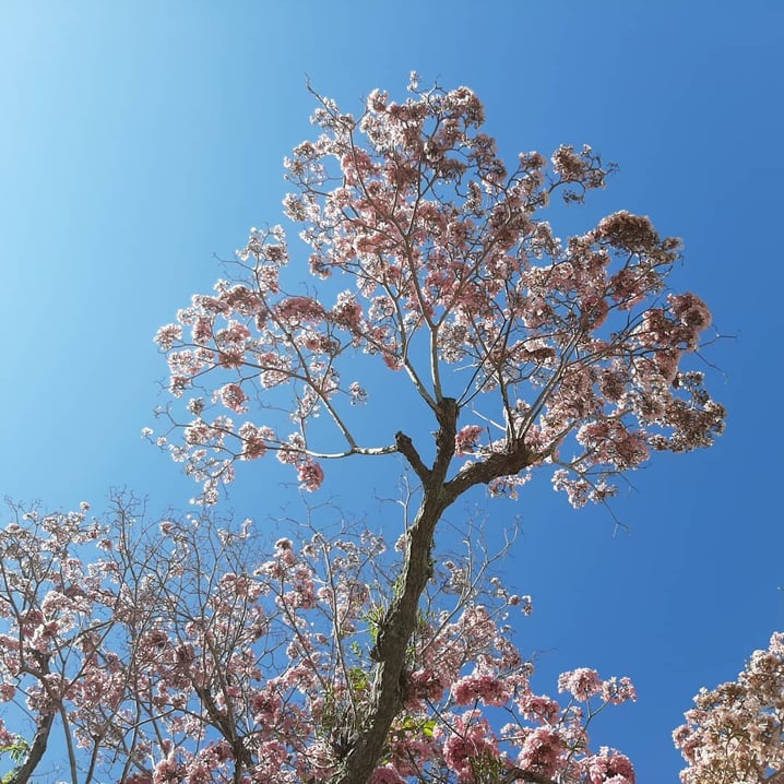 Sakura In Singapore: 12 Places With Pink Trumpet Flowers aka Tabebuia Rosea