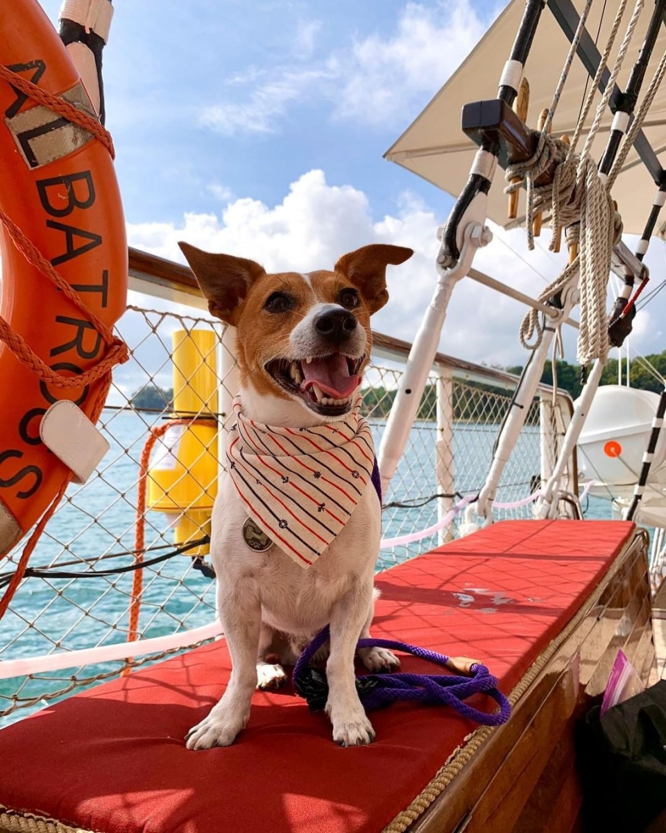 Dog Cruise Singapore: Comes With 3-Course Meals For Hoomans & Furkids