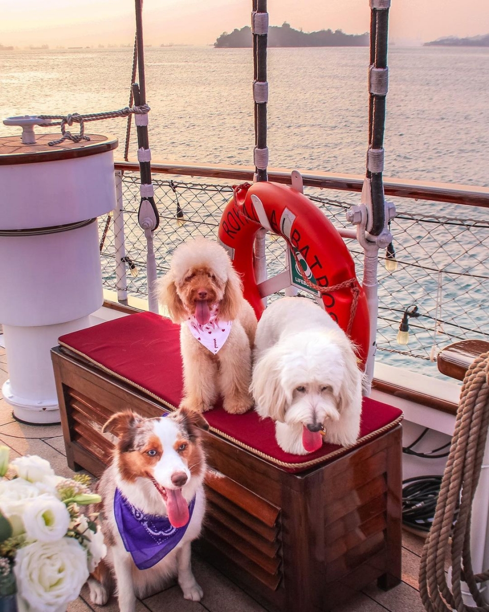 Dog Cruise Singapore: Comes With 3-Course Meals For Hoomans & Furkids