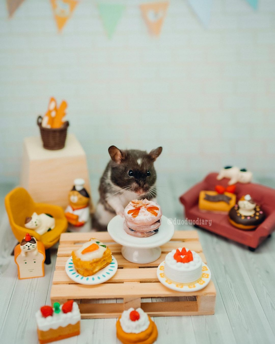 duoguotongdiary - Syrian Hamsters With Tea Party Photoshoots In Singapore