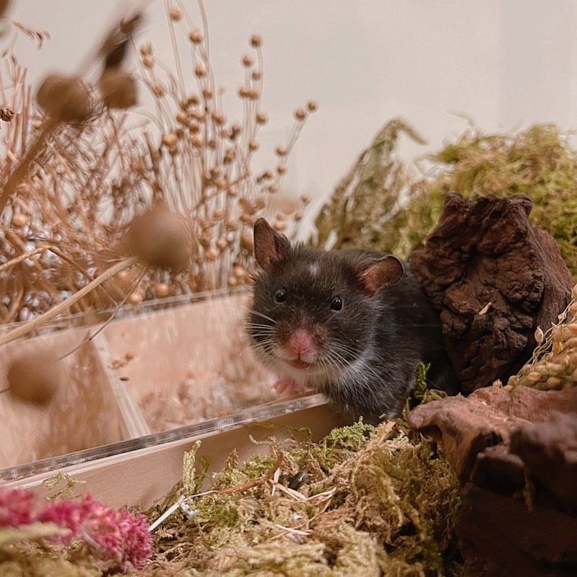 duoguotongdiary - Syrian Hamsters With Tea Party Photoshoots In Singapore