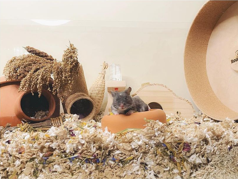 duoguotongdiary - Syrian Hamsters With Tea Party Photoshoots In Singapore