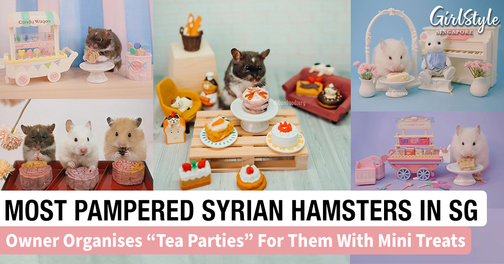 duoguotongdiary - Syrian Hamsters With Tea Party Photoshoots In Singapore