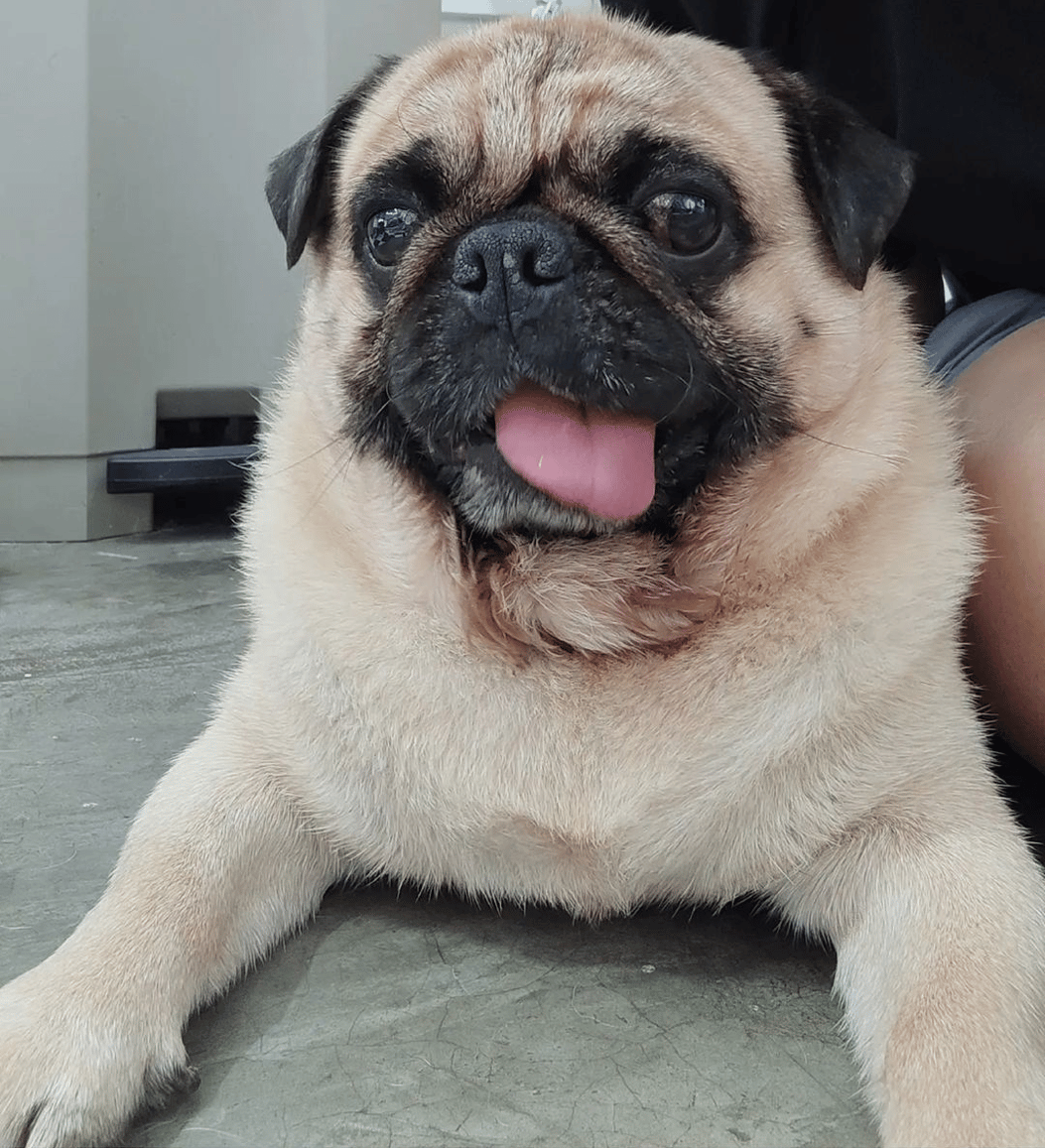 What The Pug Is Singapore's First Pug Cafe, Tix Include Free Drink ...