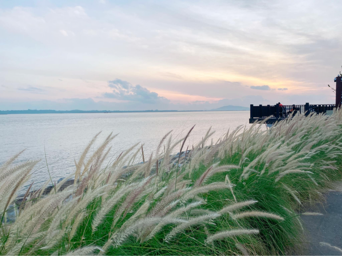 Changi Bay Point Guide: "Floating" Tree, Seaside Boardwalks, Lalang & More