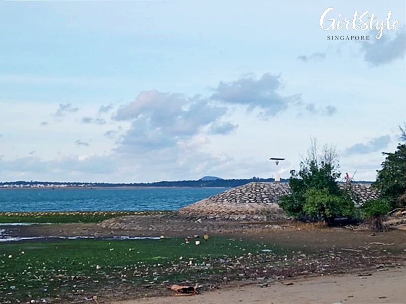 Changi Bay Point Guide: "Floating" Tree, Seaside Boardwalks, Lalang & More