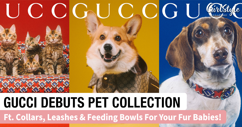 Gucci Debuts The Cutest Pet Collection Ft. Collars, Leashes & Feeding ...