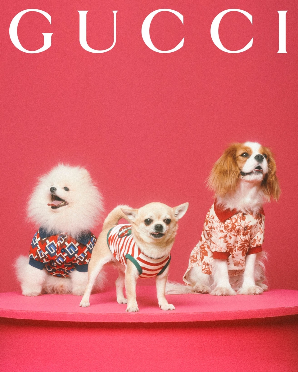 Gucci Debuts The Cutest Pet Collection Ft. Collars, Leashes & Feeding ...