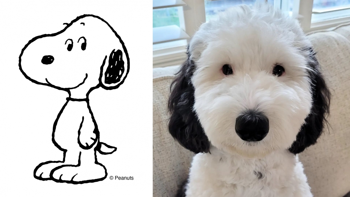 Bayley The Sheepadoodle: The Dog That Looks Like Snoopy