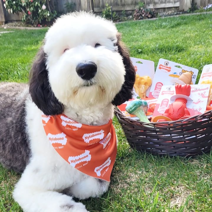 Bayley The Sheepadoodle: The Dog That Looks Like Snoopy