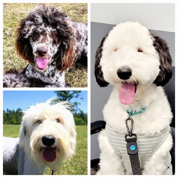 Bayley The Sheepadoodle: The Dog That Looks Like Snoopy