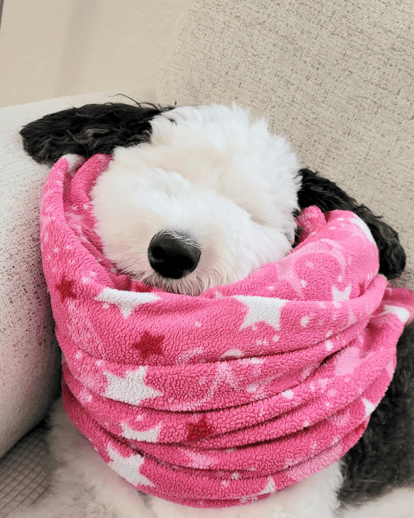 Bayley The Sheepadoodle: The Dog That Looks Like Snoopy