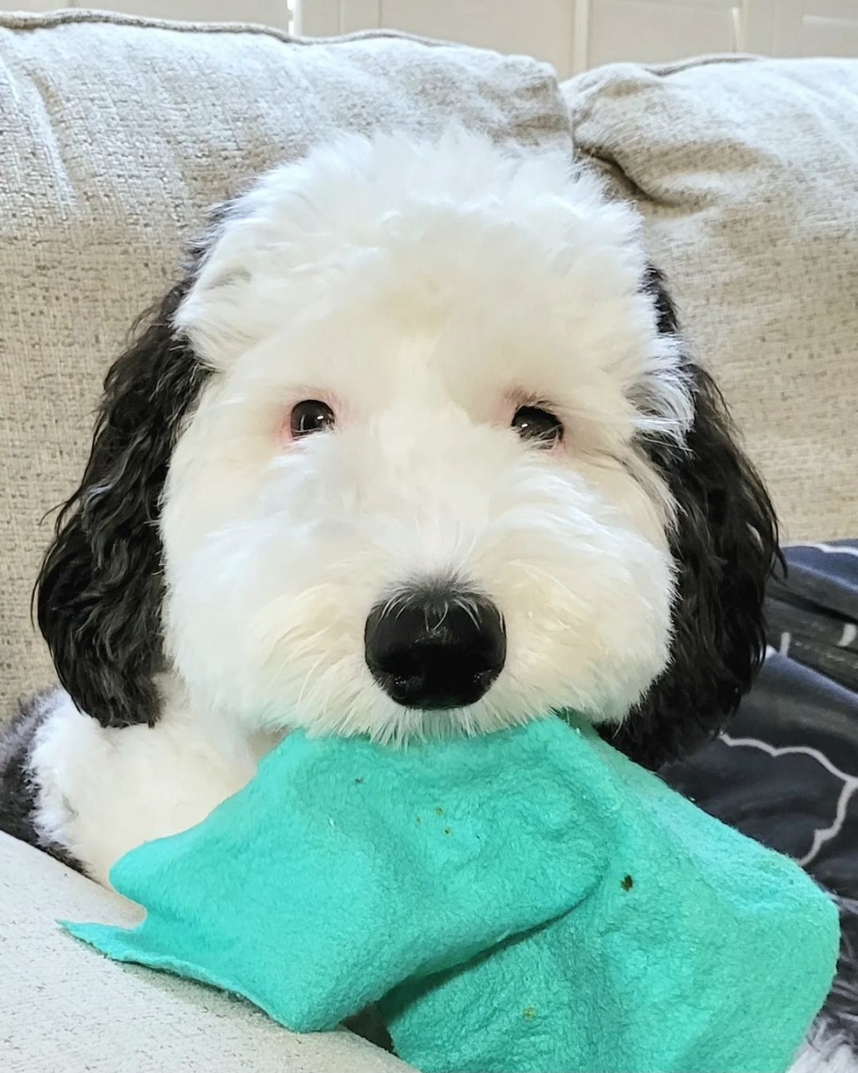 Bayley The Sheepadoodle: The Dog That Looks Like Snoopy
