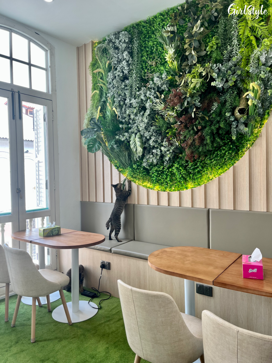 Meownistry Of Meow: New Co-Working Space With Cats, Free-Flow Drinks ...