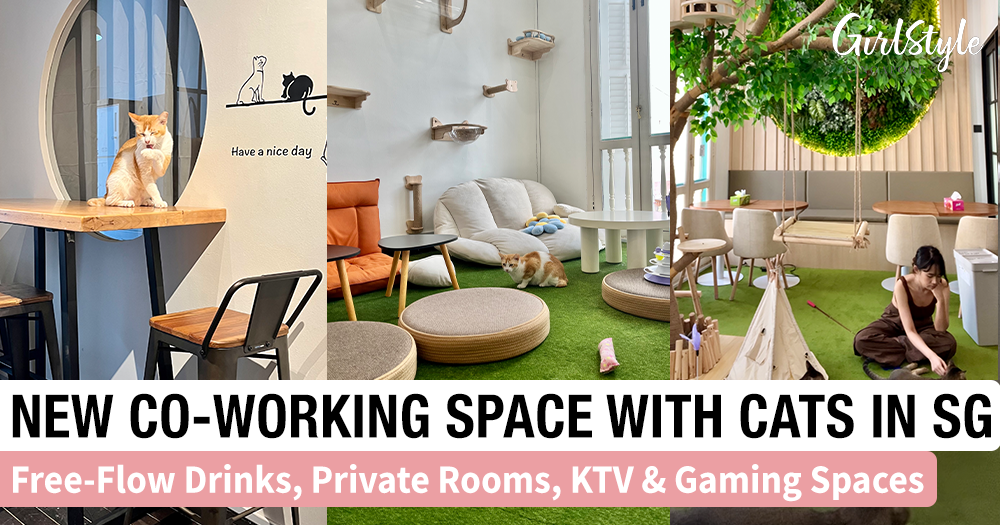 Meownistry Of Meow: New Co-Working Space With Cats, Free-Flow Drinks ...