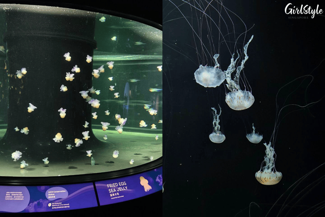 Shell Yeah! Singapore’s New Oceanarium Is Now Open At Sentosa